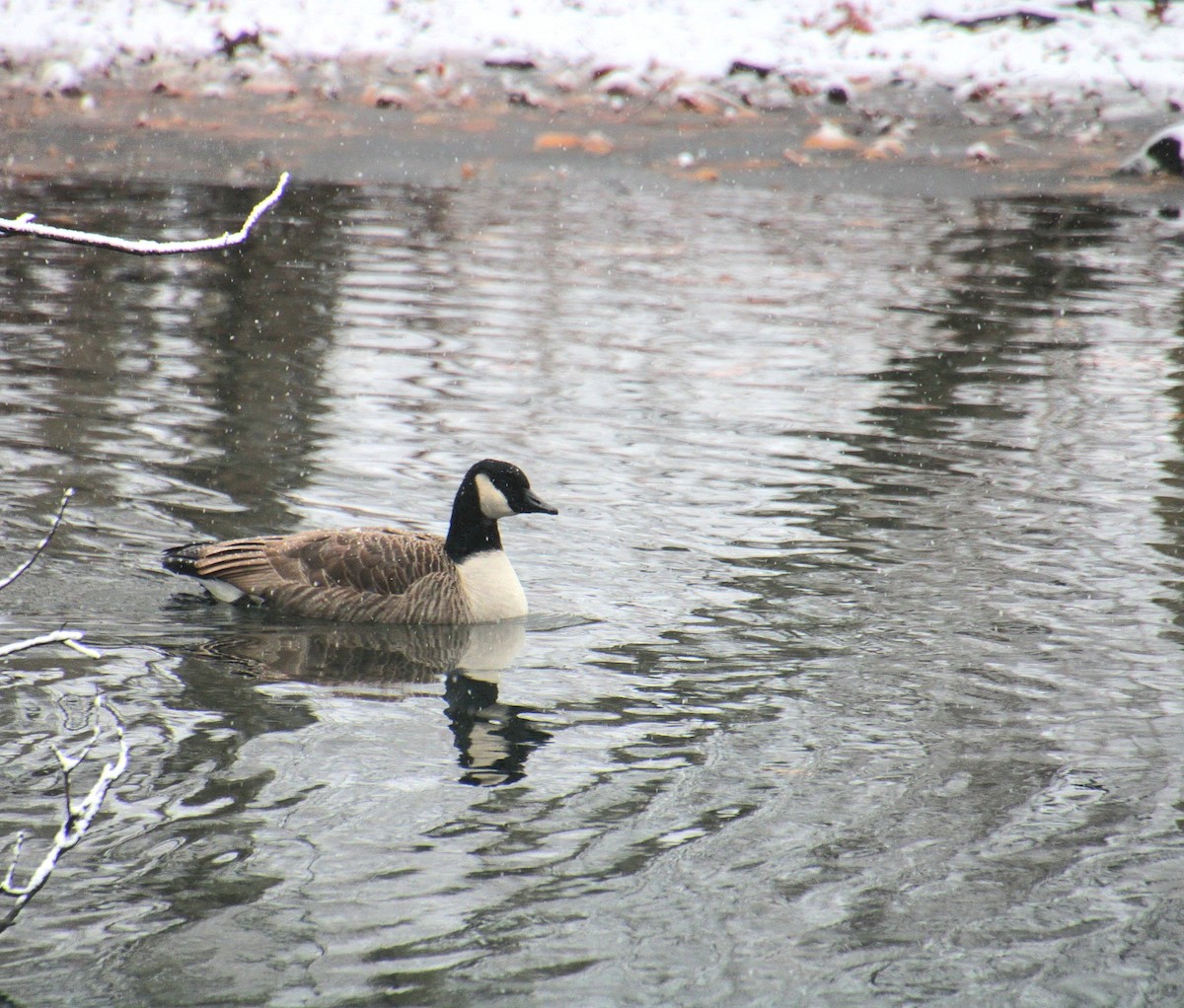 eBird Checklist - 14 Dec 2025 - Riverway, Boston - 17 species