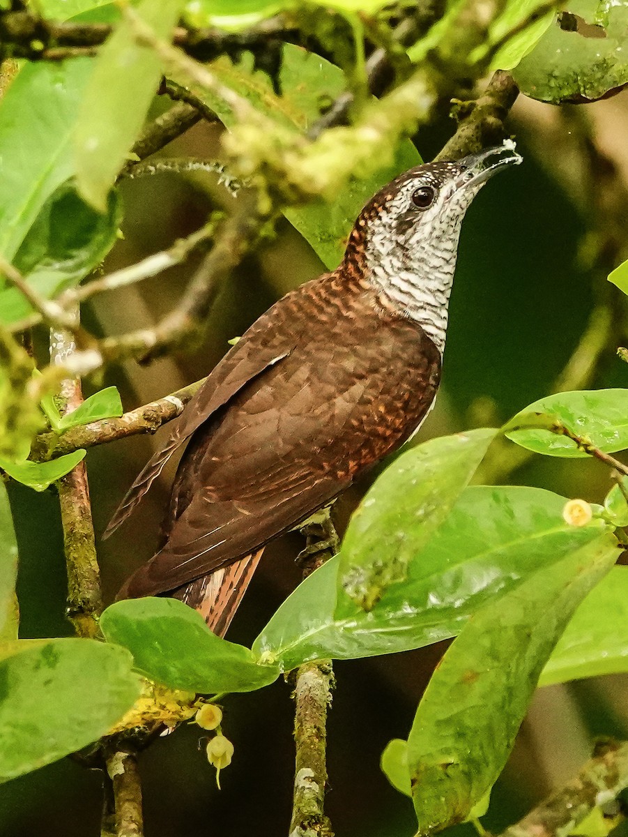 ML647155580 - Banded Bay Cuckoo - Macaulay Library