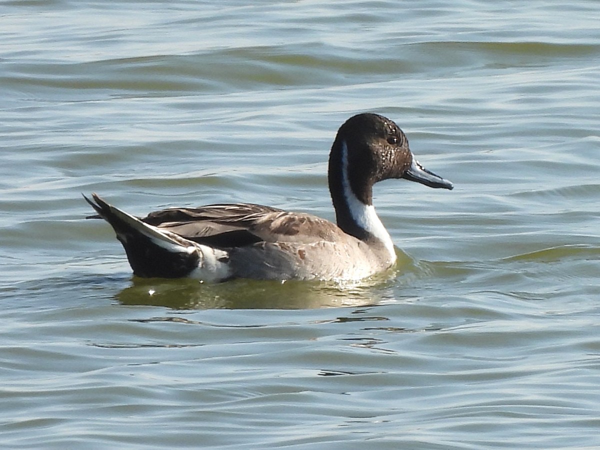 eBird Checklist - 3 Dec 2025 - Khawr Dhurf - 32 species