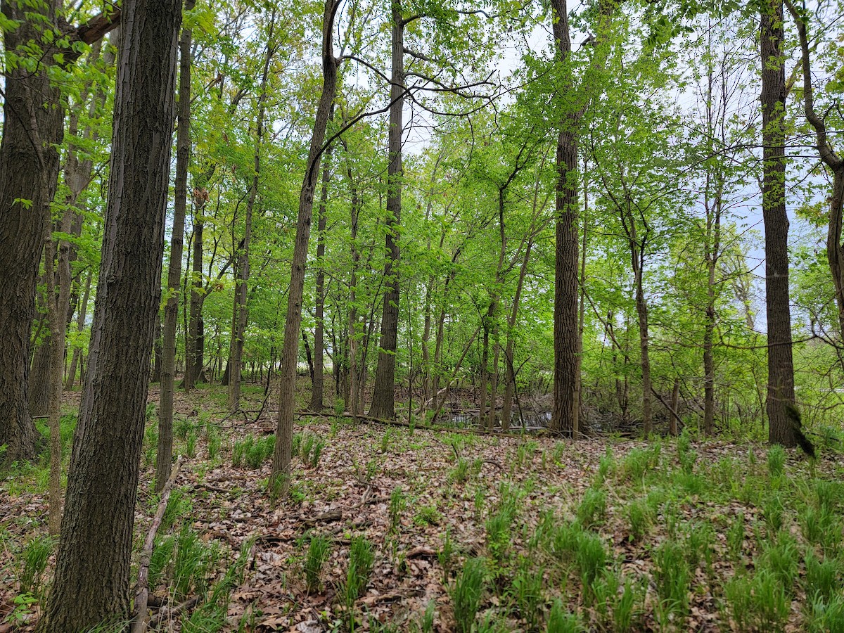 Lake Erie Metropark - Wayne, Michigan, US - Birding Hotspots