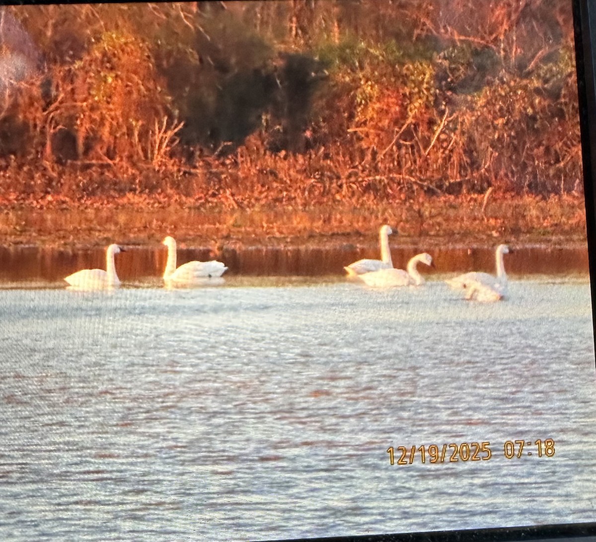 eBird Checklist - 19 Dec 2025 - Guthrie Lake (restricted access) - 18 ...