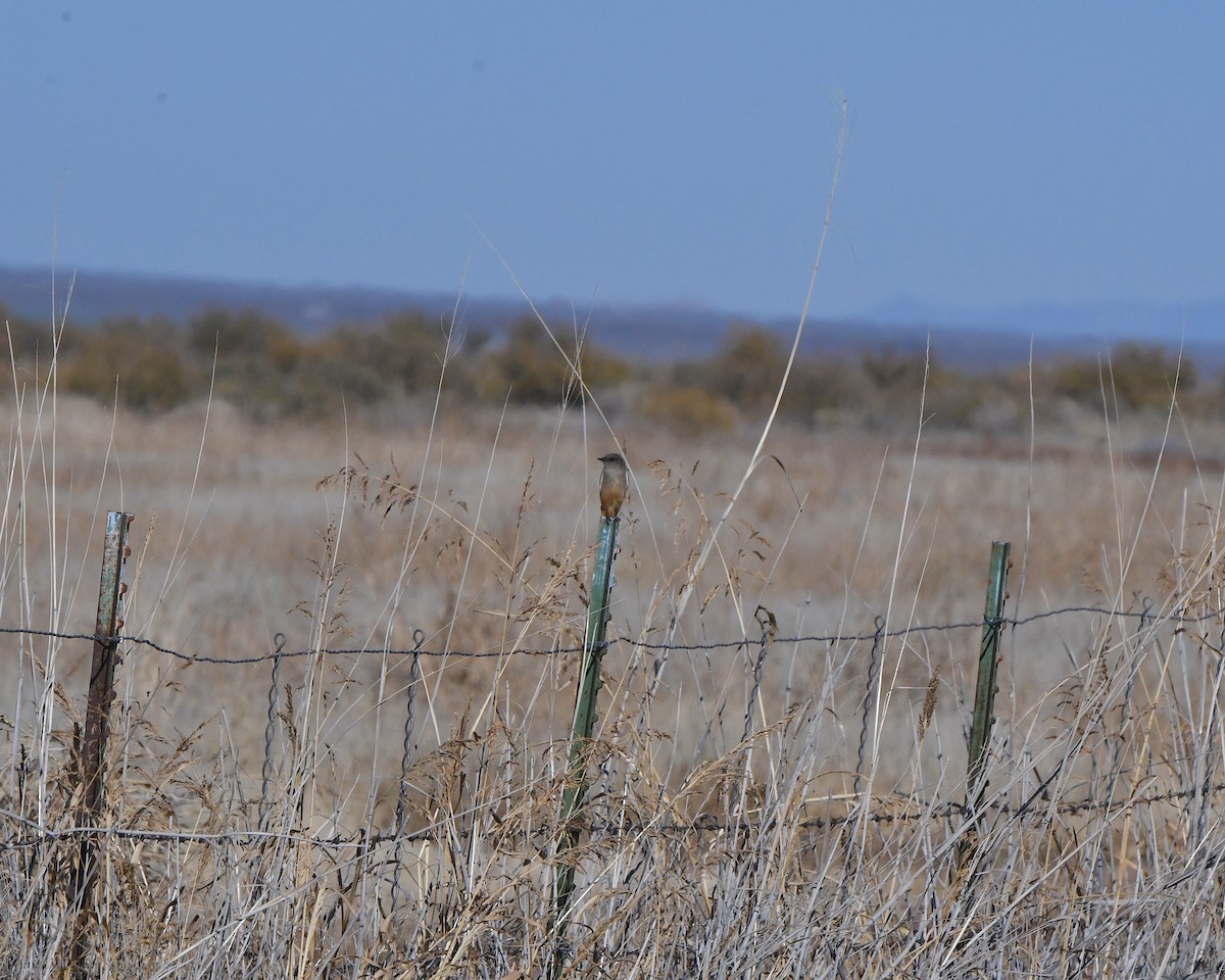 eBird Checklist - 19 Dec 2025 - Whitewater Draw Wildlife Area - 3 species