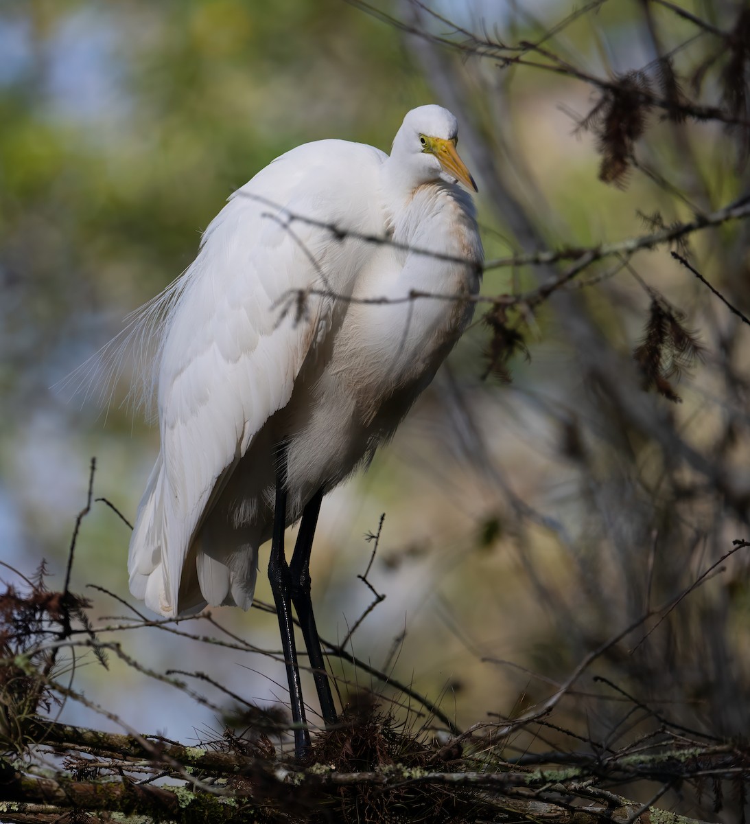 eBird Checklist - 19 Dec 2025 - Audubon Corkscrew Swamp Sanctuary - 28 ...