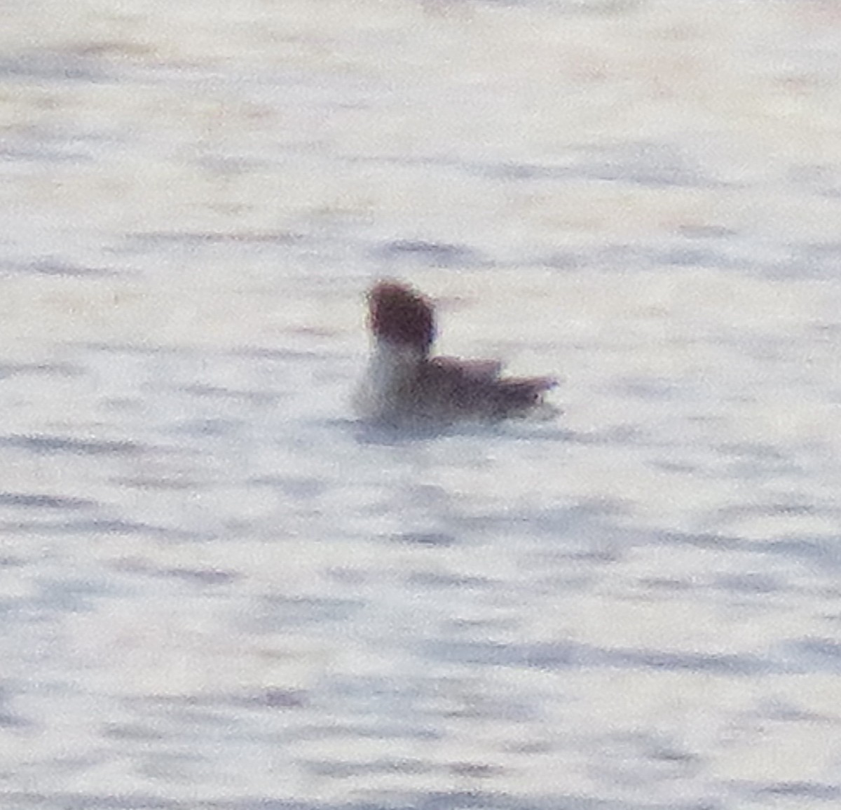 eBird Checklist - 19 Dec 2025 - Kerrville--1011 Bistro area on Nimitz ...