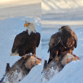 Wildmare Sub, Peace River, British Columbia, Canada - eBird Hotspot