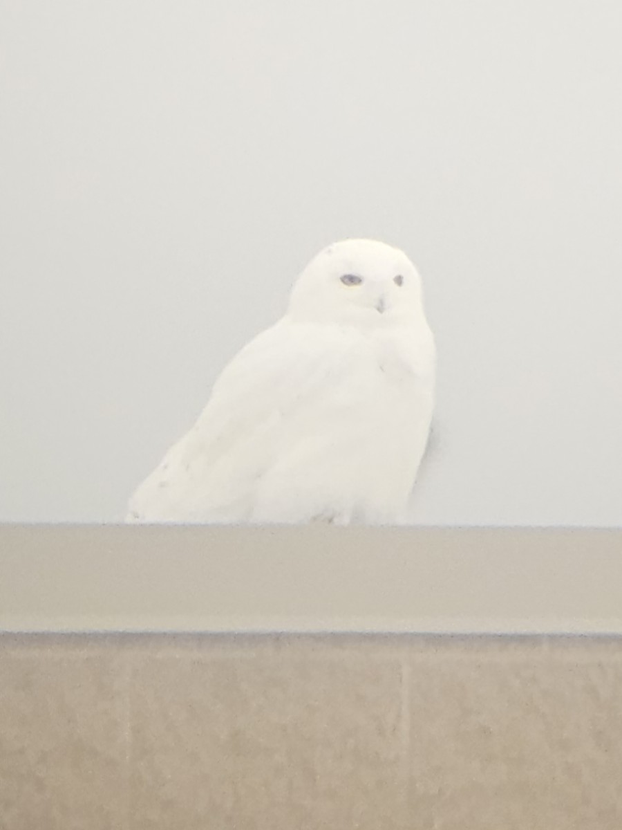 eBird Checklist - 19 Dec 2025 - MSP Aircraft Viewing Area, Cargo Rd - 1 ...