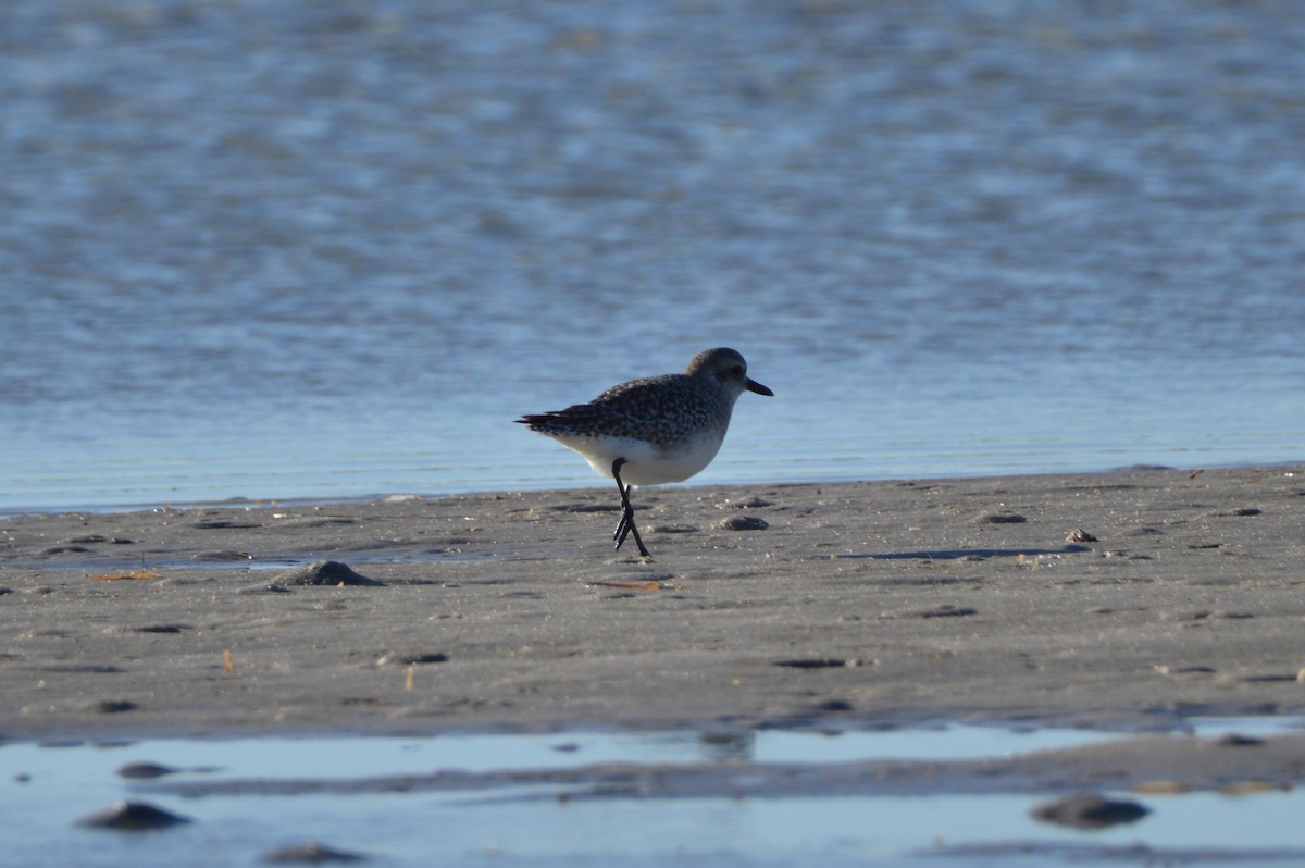 eBird Checklist - 19 Dec 2025 - Big Sabine Point - 25 species