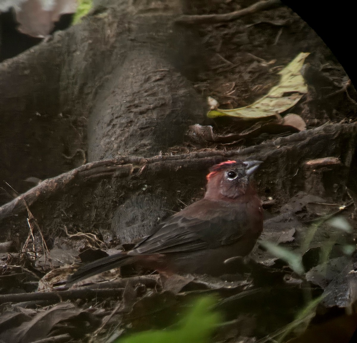 eBird Checklist - 25 Nov 2025 - Wayra Reserve - 28 species