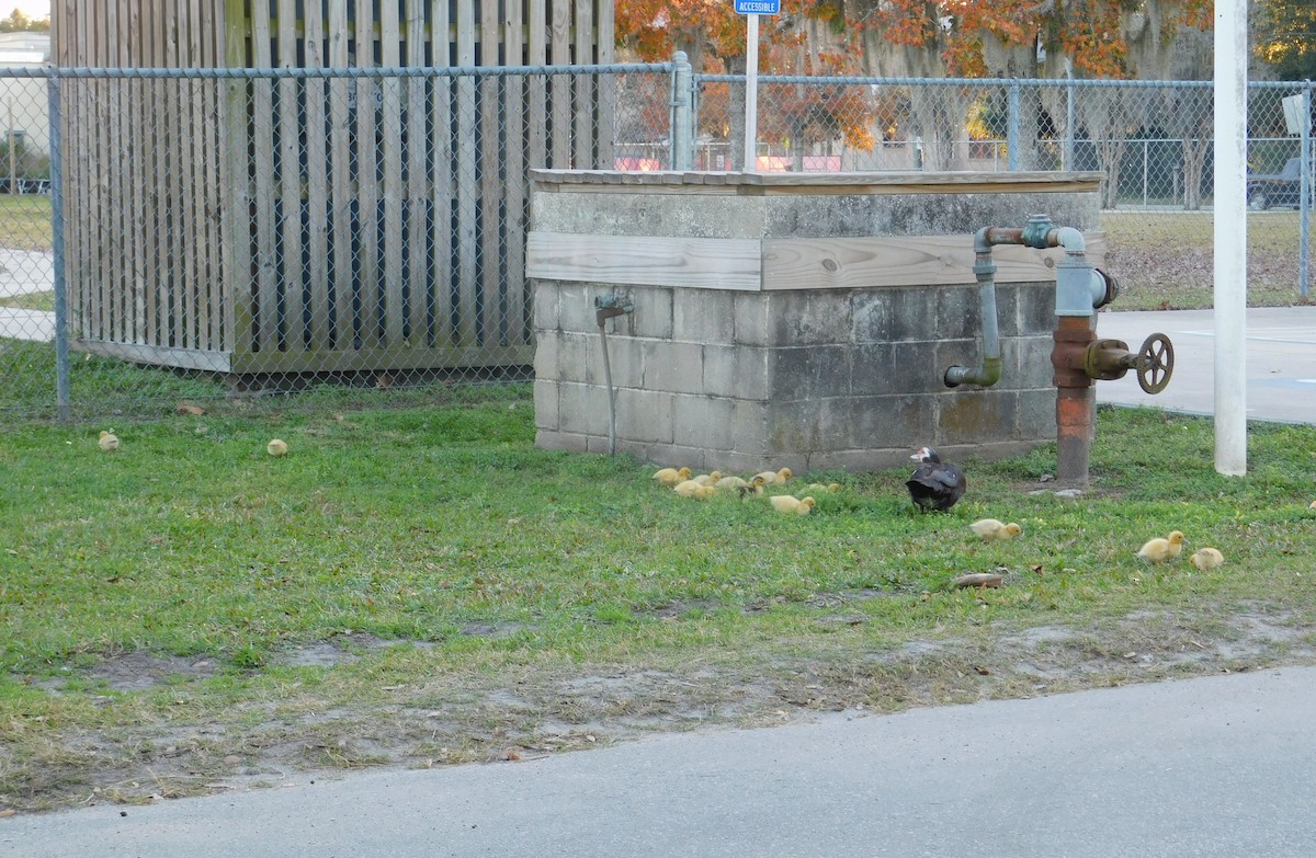 eBird Checklist - 20 Dec 2025 - Al Wilke Park - 8 species