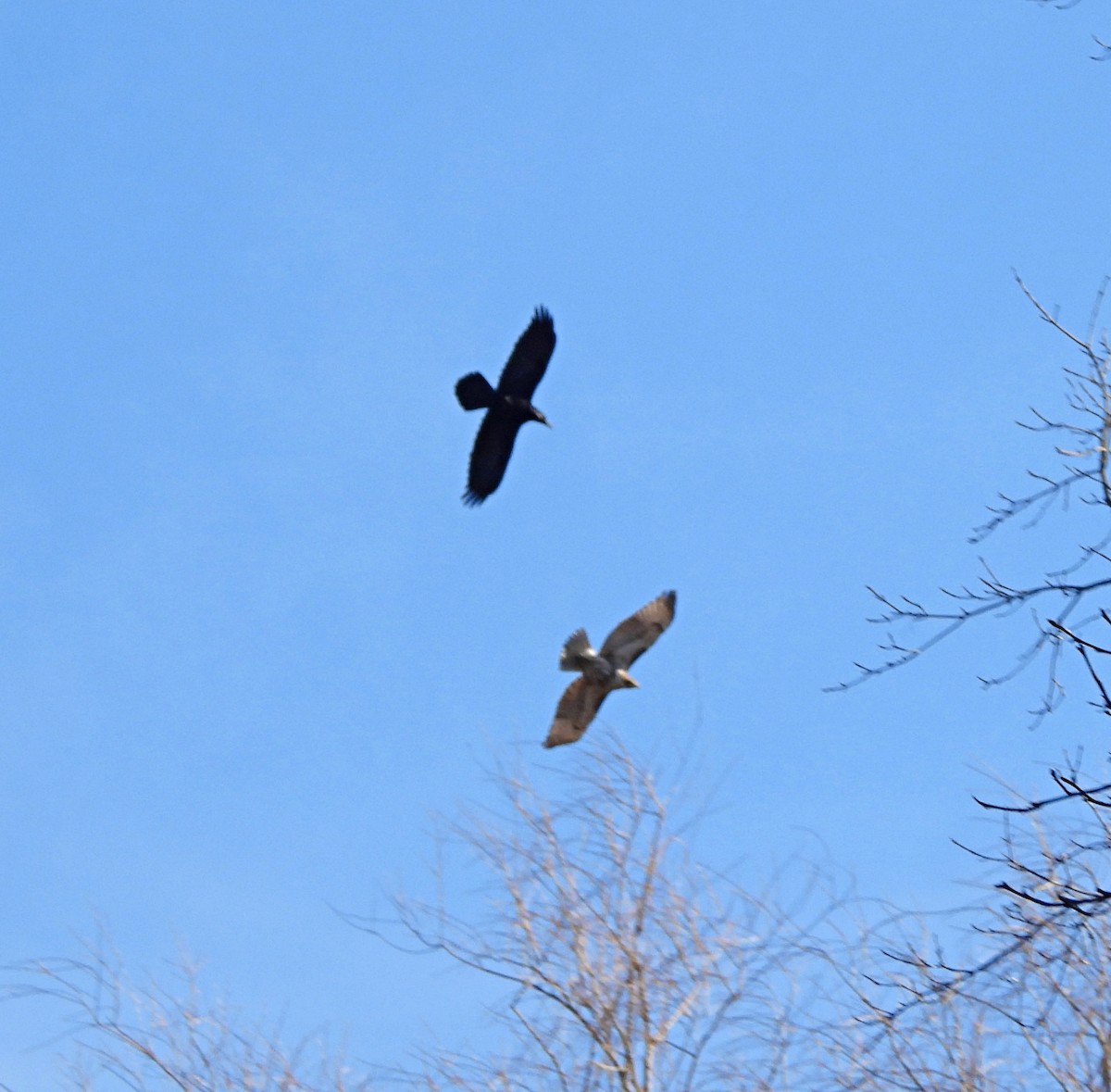 eBird Checklist - 20 Dec 2025 - Museum of American Bird Art (Mass ...