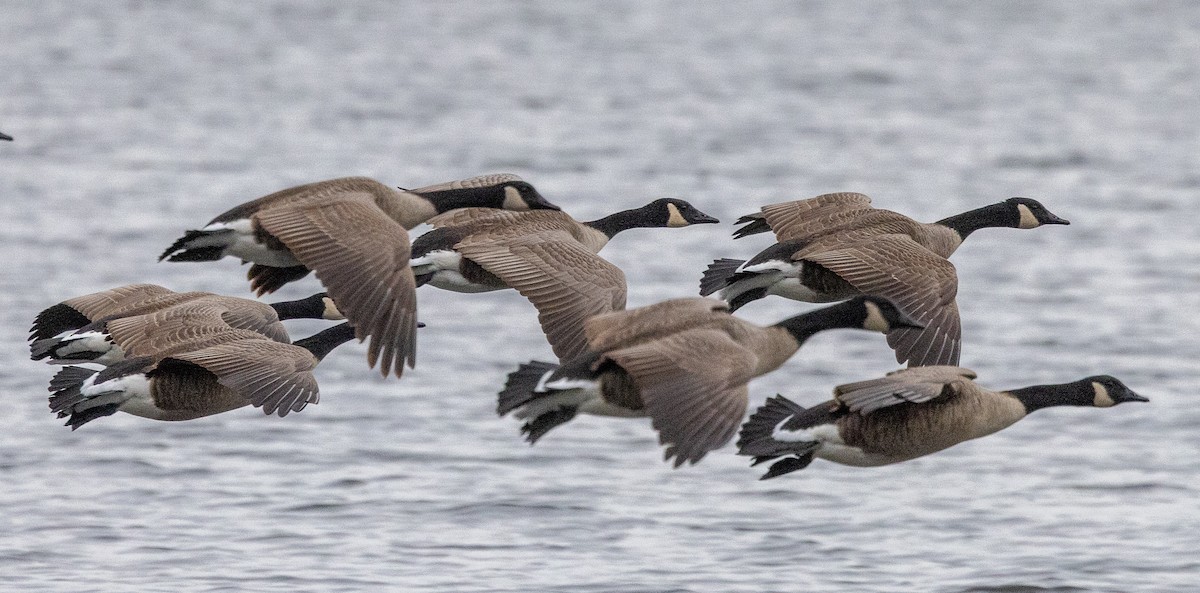 eBird Checklist - 20 Dec 2025 - Stockbridge Bowl - 13 species