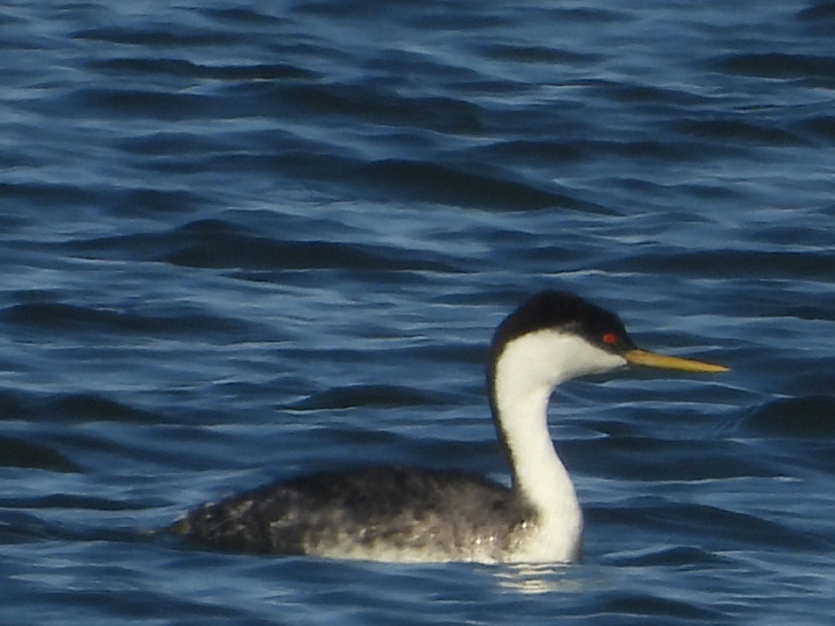 eBird Checklist - 20 Dec 2025 - Eagle Mountain Lake--Twin Points Park ...