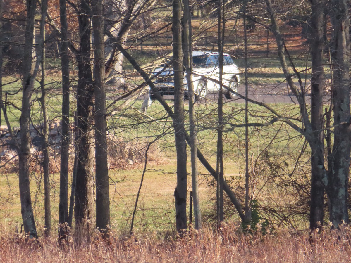 eBird Checklist - 20 Dec 2025 - Pine Run Reservoir - 10 species