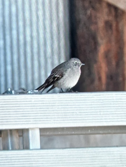 eBird Checklist - 20 Dec 2025 - Mike Zack Wildlife Area - 1 species
