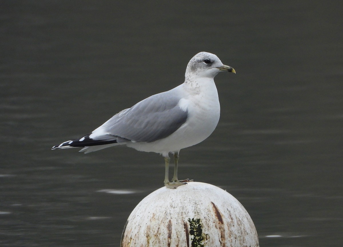 eBird Checklist - 21 Dec 2025 - Rickmansworth Aquadrome LNR--Bury Lake ...