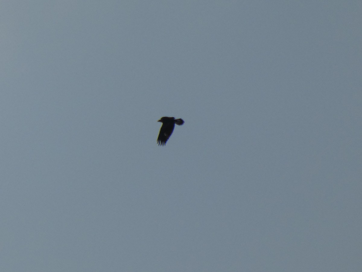 eBird Checklist - 21 Dec 2025 - Dalton Rd. area - 6 species