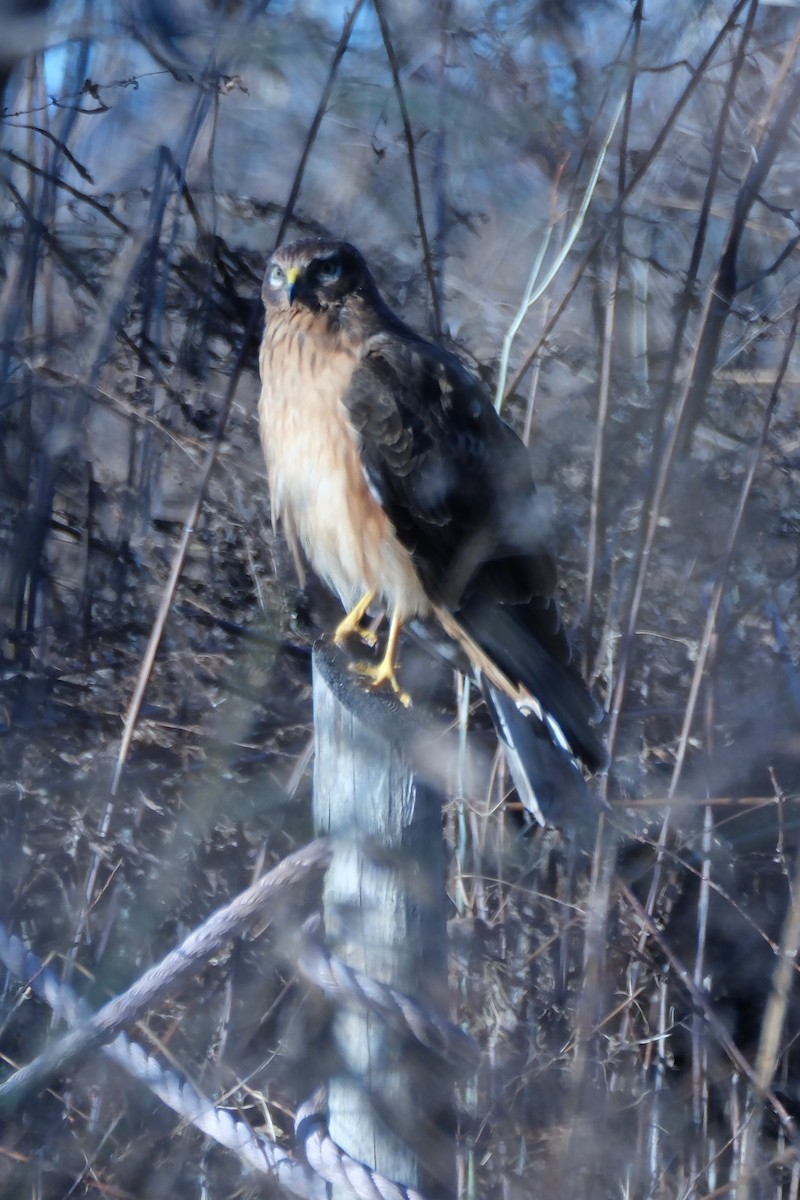 eBird Checklist - 21 Dec 2025 - Montrose Point Bird Sanctuary, Lincoln ...