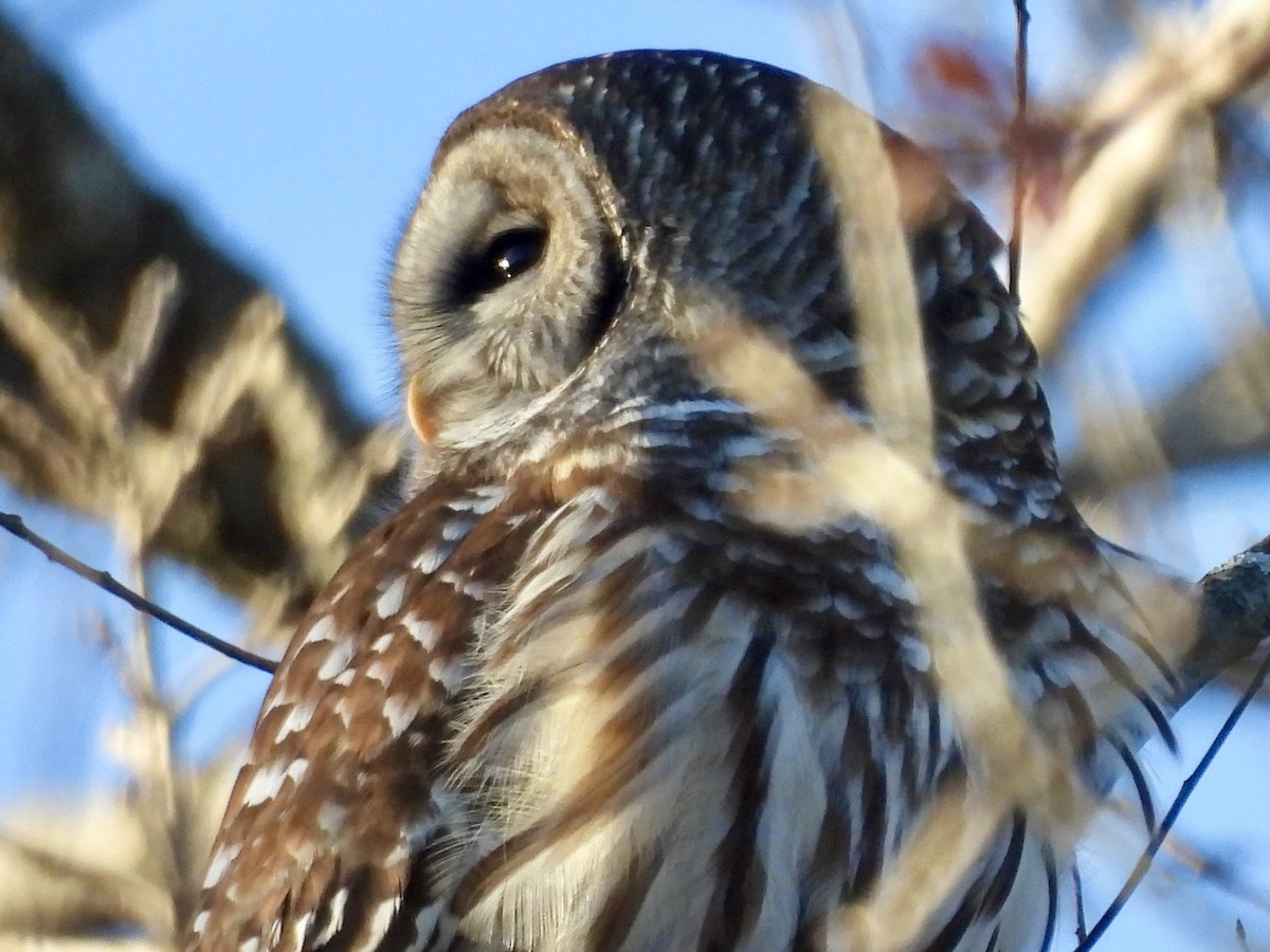 eBird Checklist - 21 Dec 2025 - Bristol Woods County Park (Kenosha Co ...