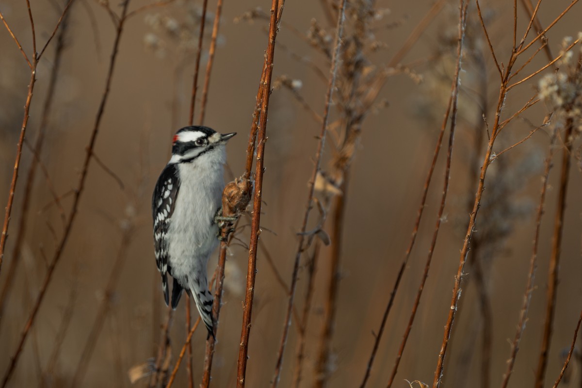 eBird Checklist - 16 Dec 2025 - Springbrook Prairie Forest Preserve ...