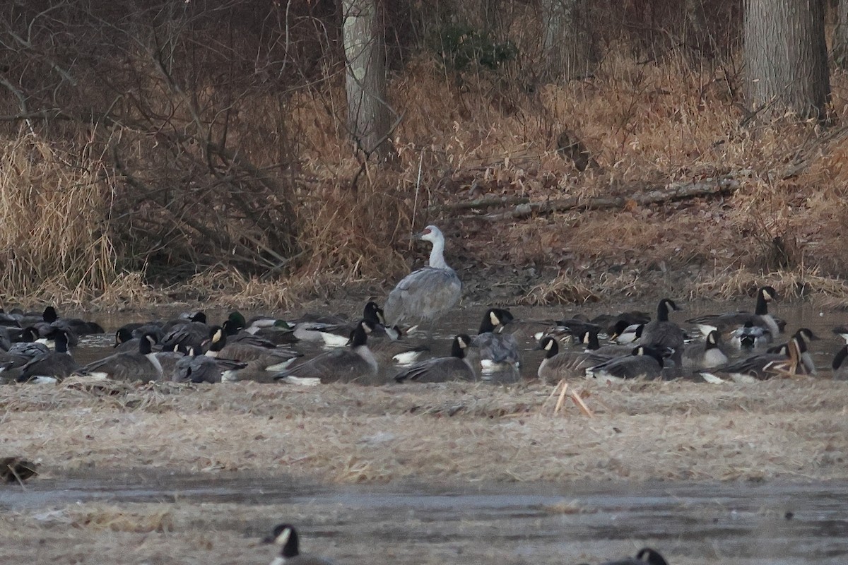 eBird Checklist - 22 Dec 2025 - Brinton Lake - 5 species