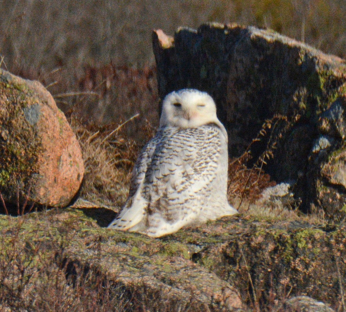 eBird Checklist - 22 Dec 2025 - Acadia NP--Sargent Mountain - 6 species