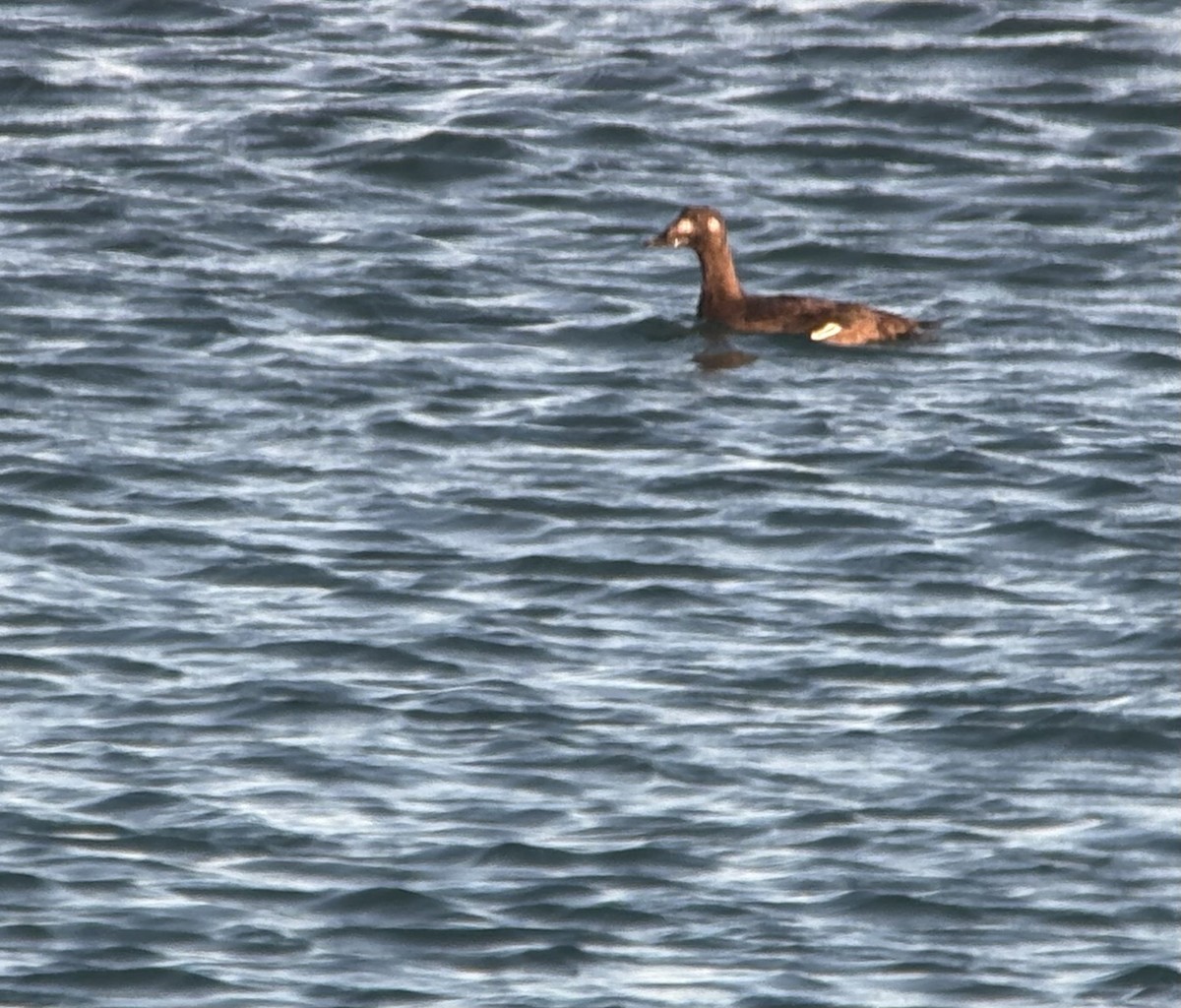 eBird Checklist - 22 Dec 2025 - Roaring Spout Seawatch - 9 species