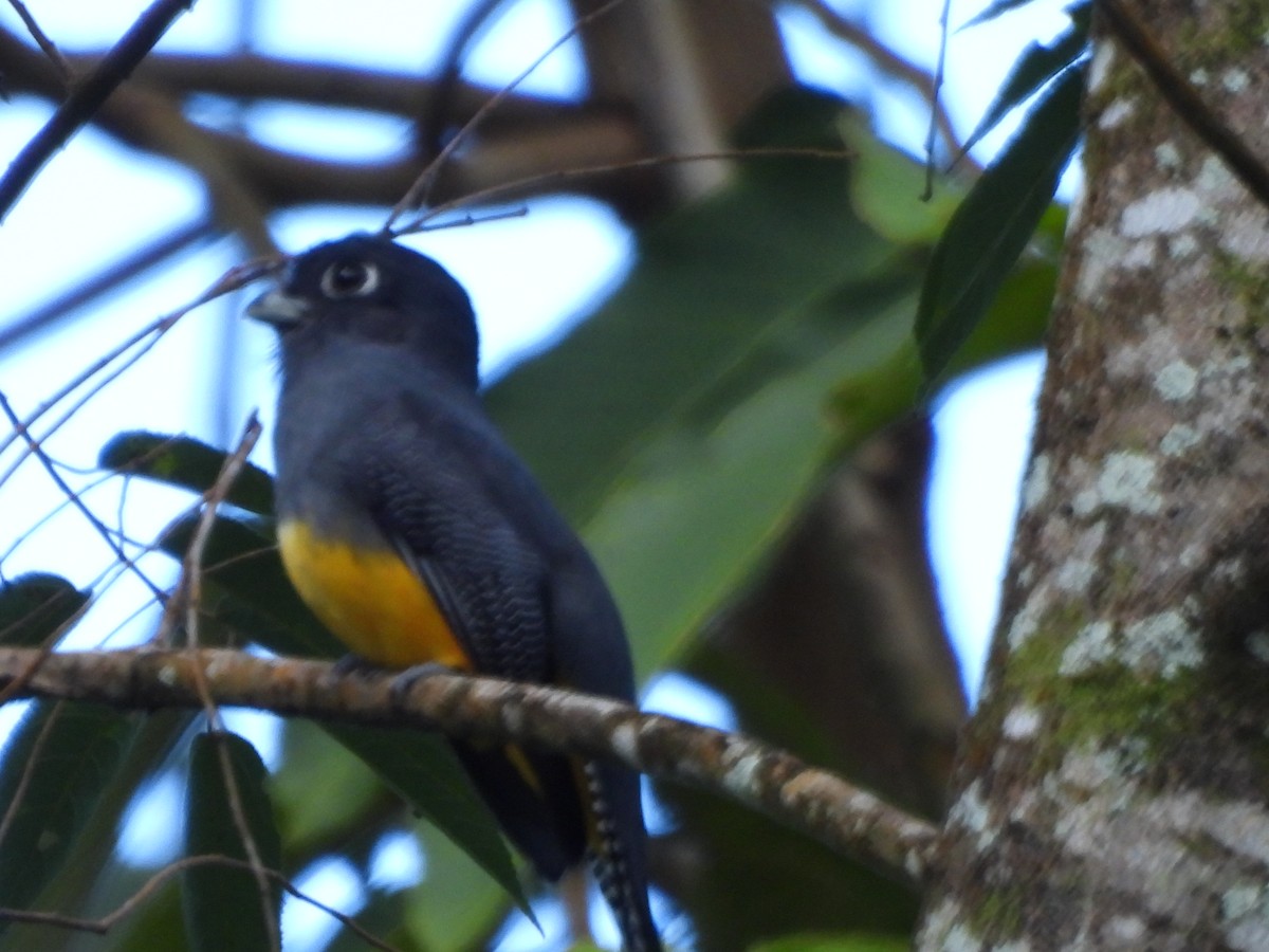 eBird Checklist - 22 Dec 2025 - Paria Morne Bleu Road, Brasso Seco ...
