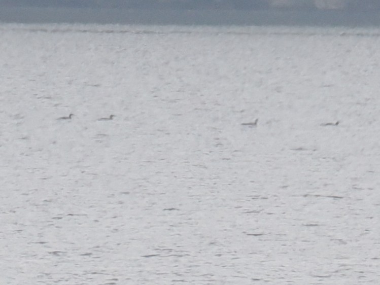 eBird Checklist - 22 Dec 2025 - Lake Travis--Bob Wentz Windy Point Pk ...