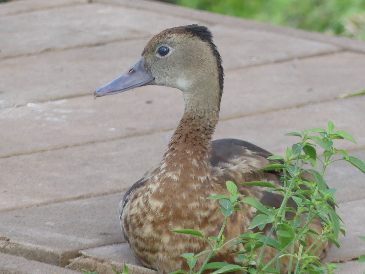 eBird Checklist - 16 Dec 2025 - South Padre Is.--Birding and Nature ...