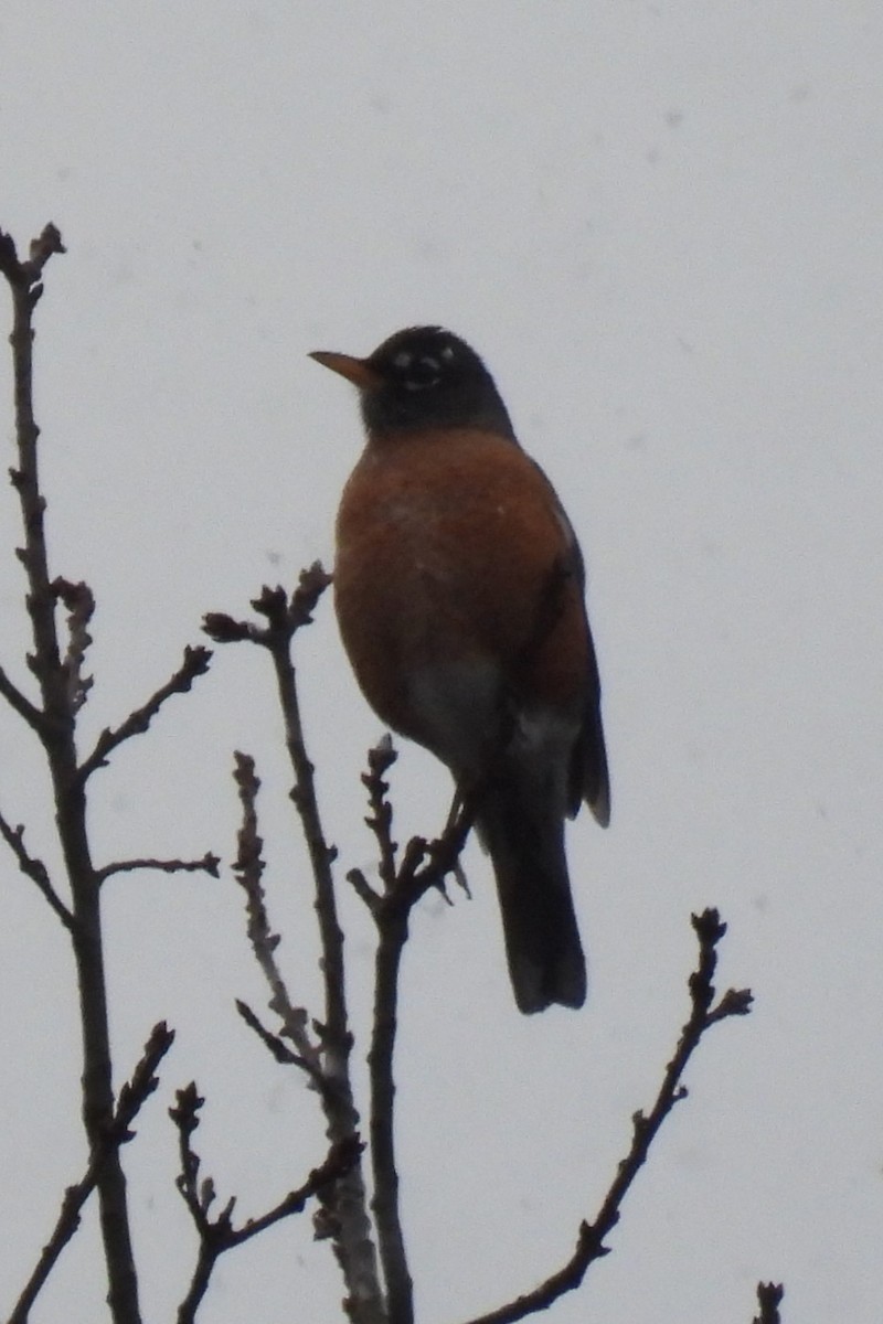 ML647416023 - American Robin - Macaulay Library