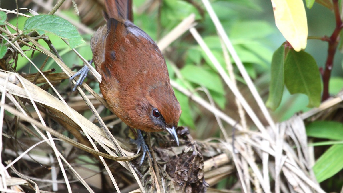Media Search - Macaulay Library and eBird