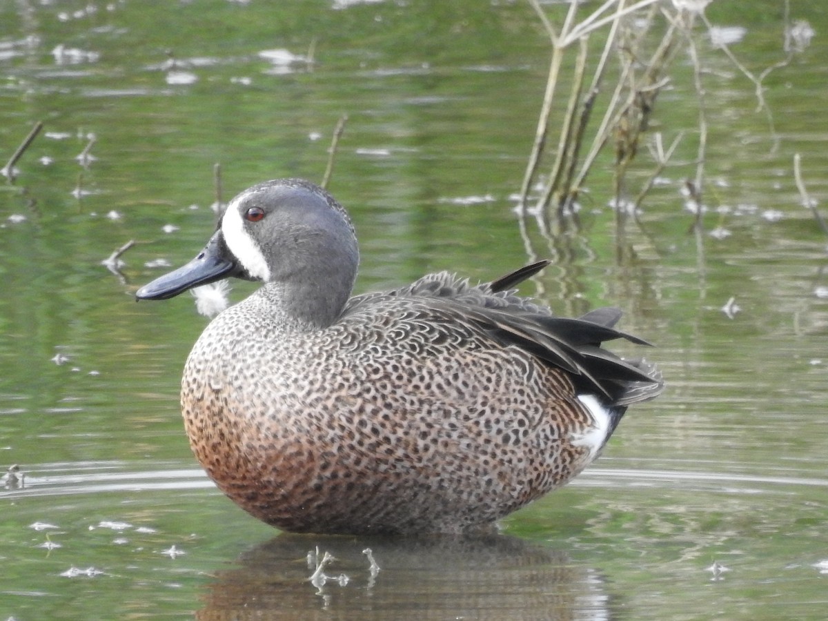 eBird Checklist - 23 Dec 2025 - Santa Ana NWR (LTC 059) - 63 species ...