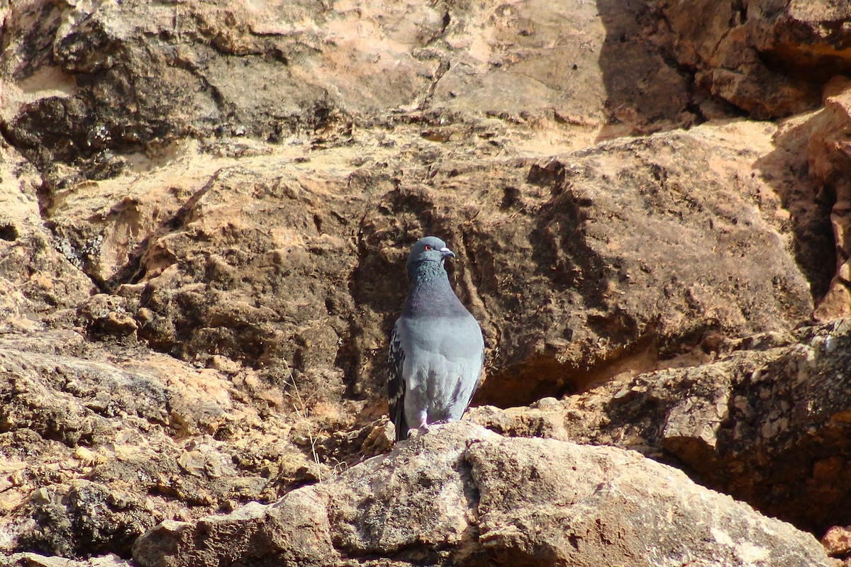 eBird Checklist - 23 Dec 2025 - Wind Cave NP--Wind Cave Canyon Trail ...