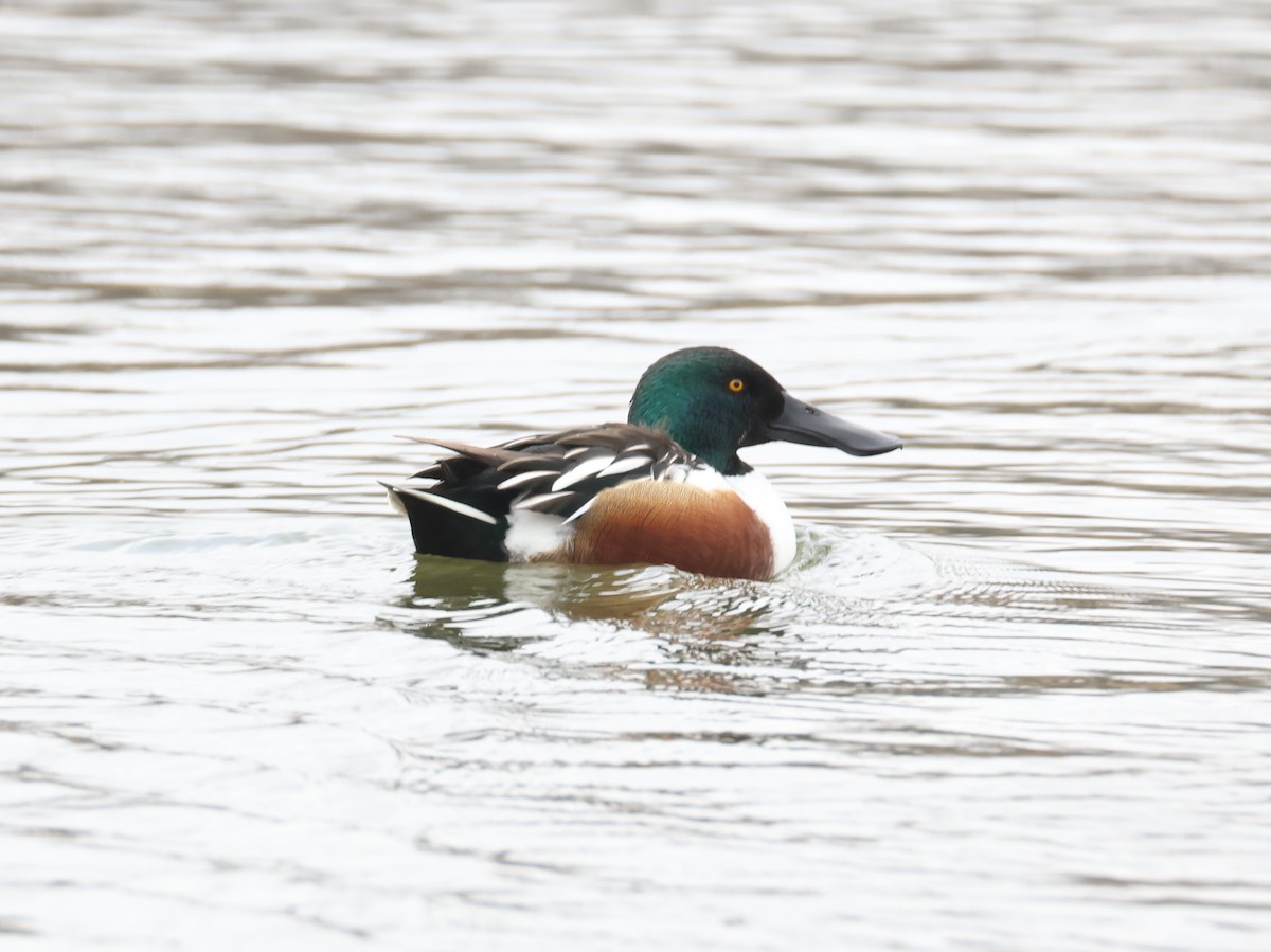 eBird Checklist - 23 Dec 2025 - Sam Peden Park New Albany, Indiana, US ...