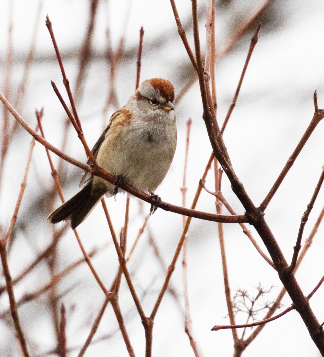 eBird Checklist - 23 Dec 2025 - Elk River Park - 35 species