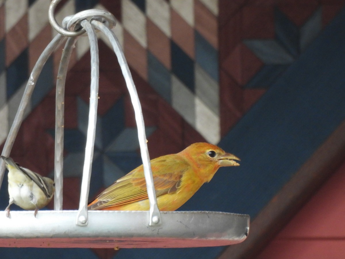 eBird Checklist - 23 Dec 2025 - Summer Tanager Stake Out 2025 - 6 species