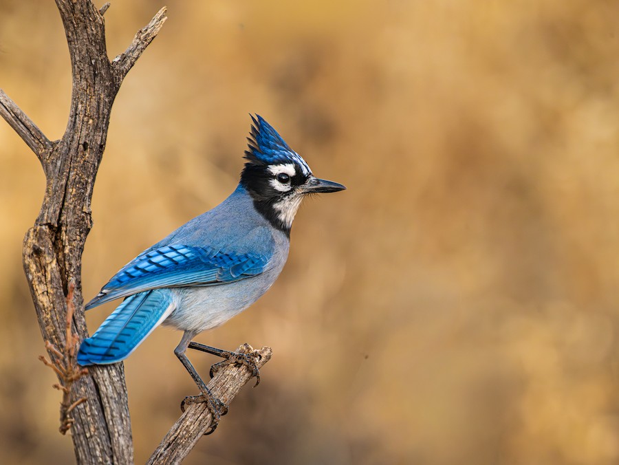Steller's x Blue Jay (hybrid) - eBird