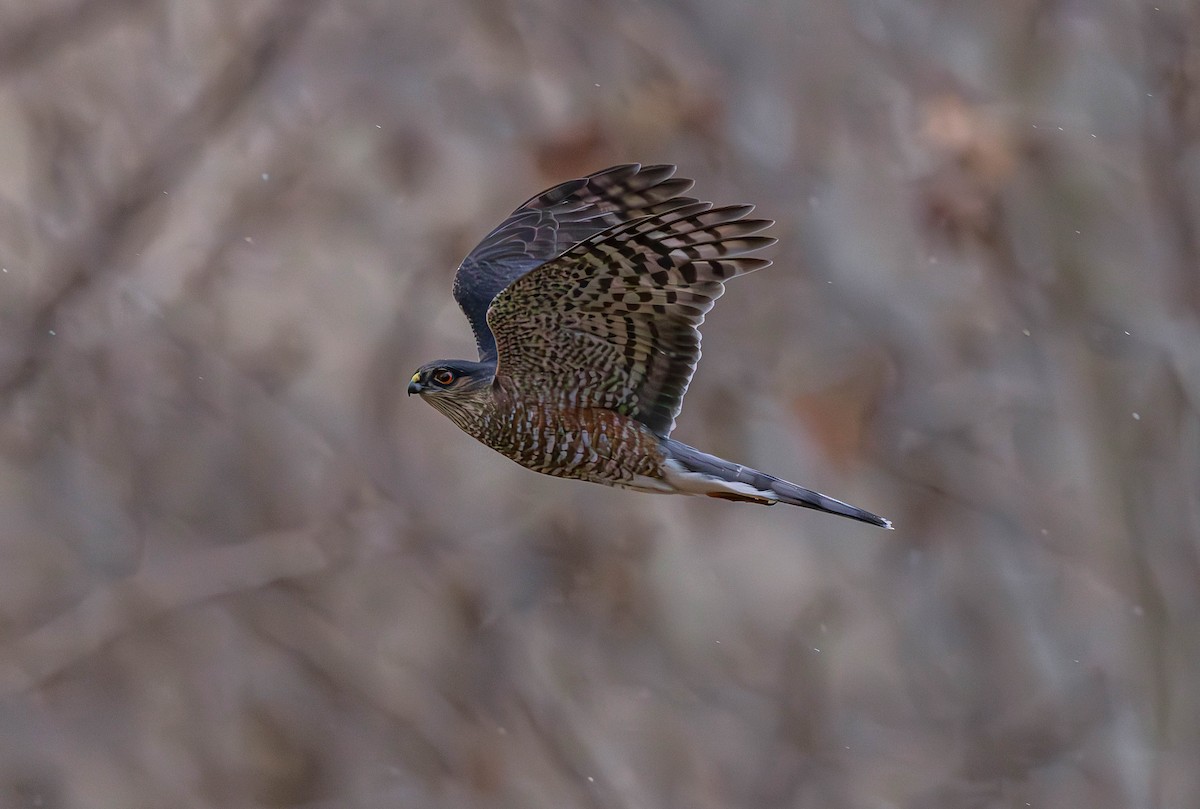 eBird Checklist - 23 Dec 2025 - Tucannon HMU - 23 species