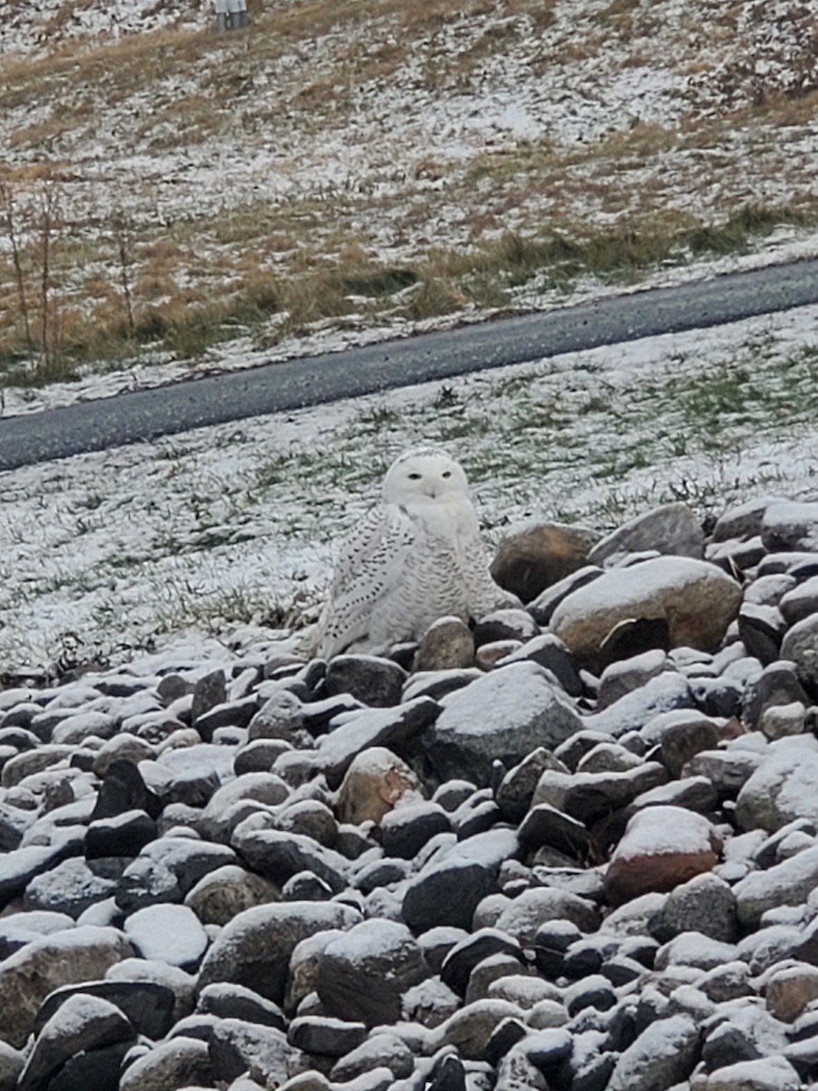 eBird Checklist - 24 Dec 2025 - Bennett Meadows WMA - 1 species