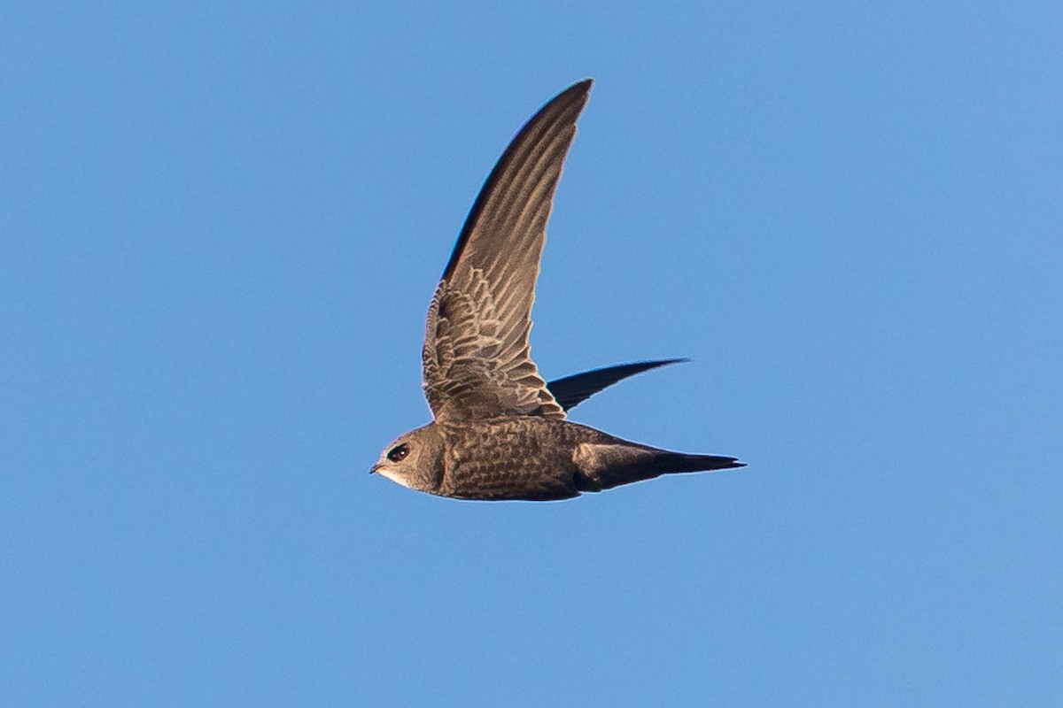 ML647466441 - Pallid Swift - Macaulay Library