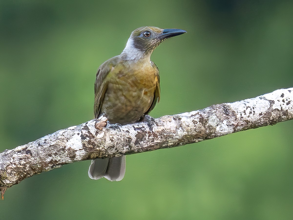 Seram Oriole - Oriolus forsteni - Birds of the World