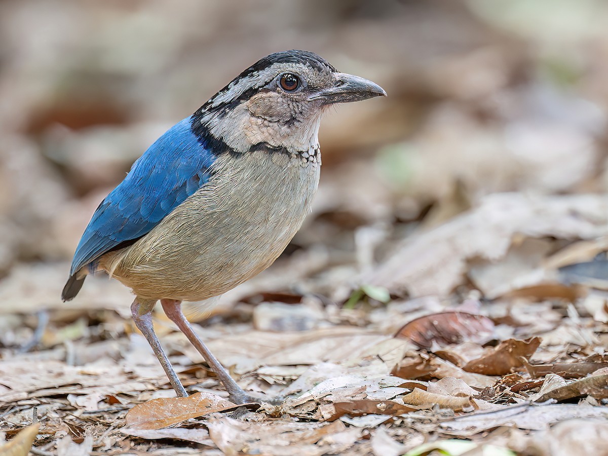 Giant Pitta - Hydrornis caeruleus - Birds of the World