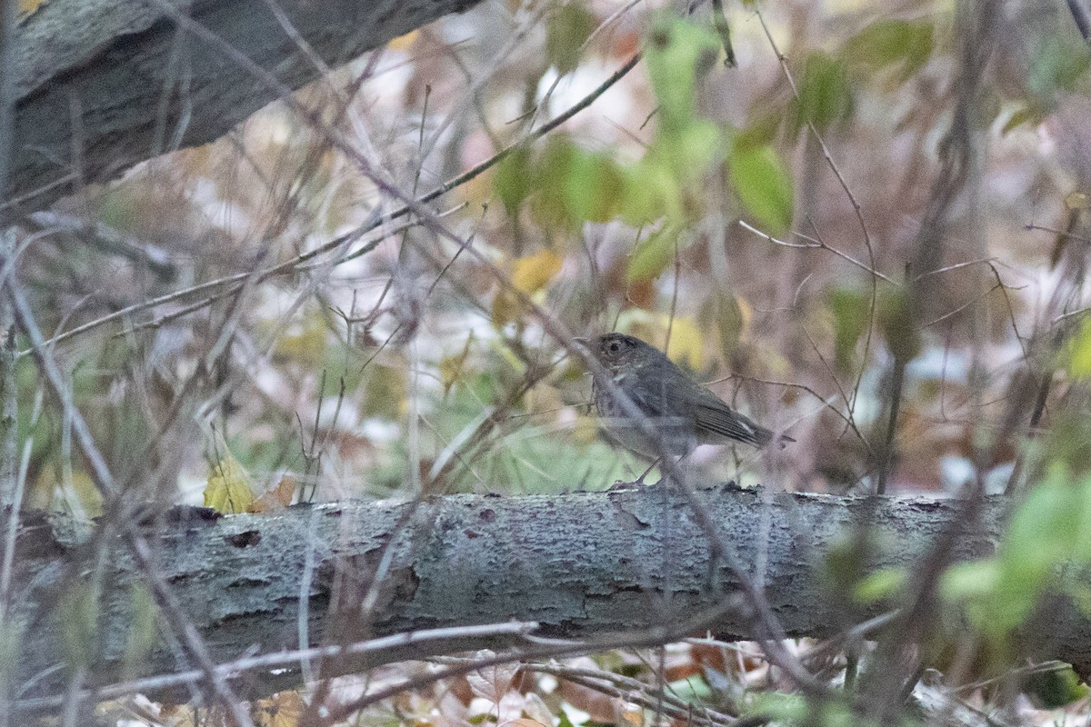 eBird Checklist - 16 Nov 2025 - Round Top Park - 13 species