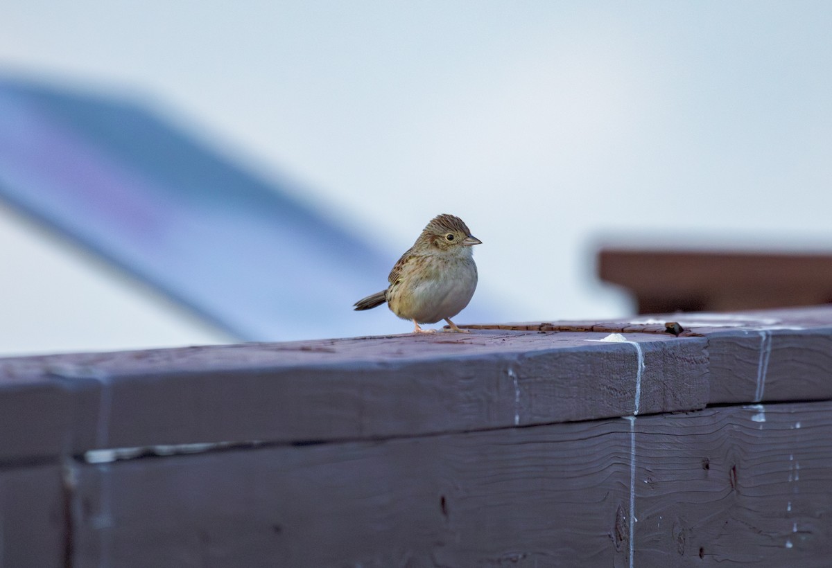 eBird Checklist - 23 Dec 2025 - Attwater Prairie Chicken NWR -- Auto ...