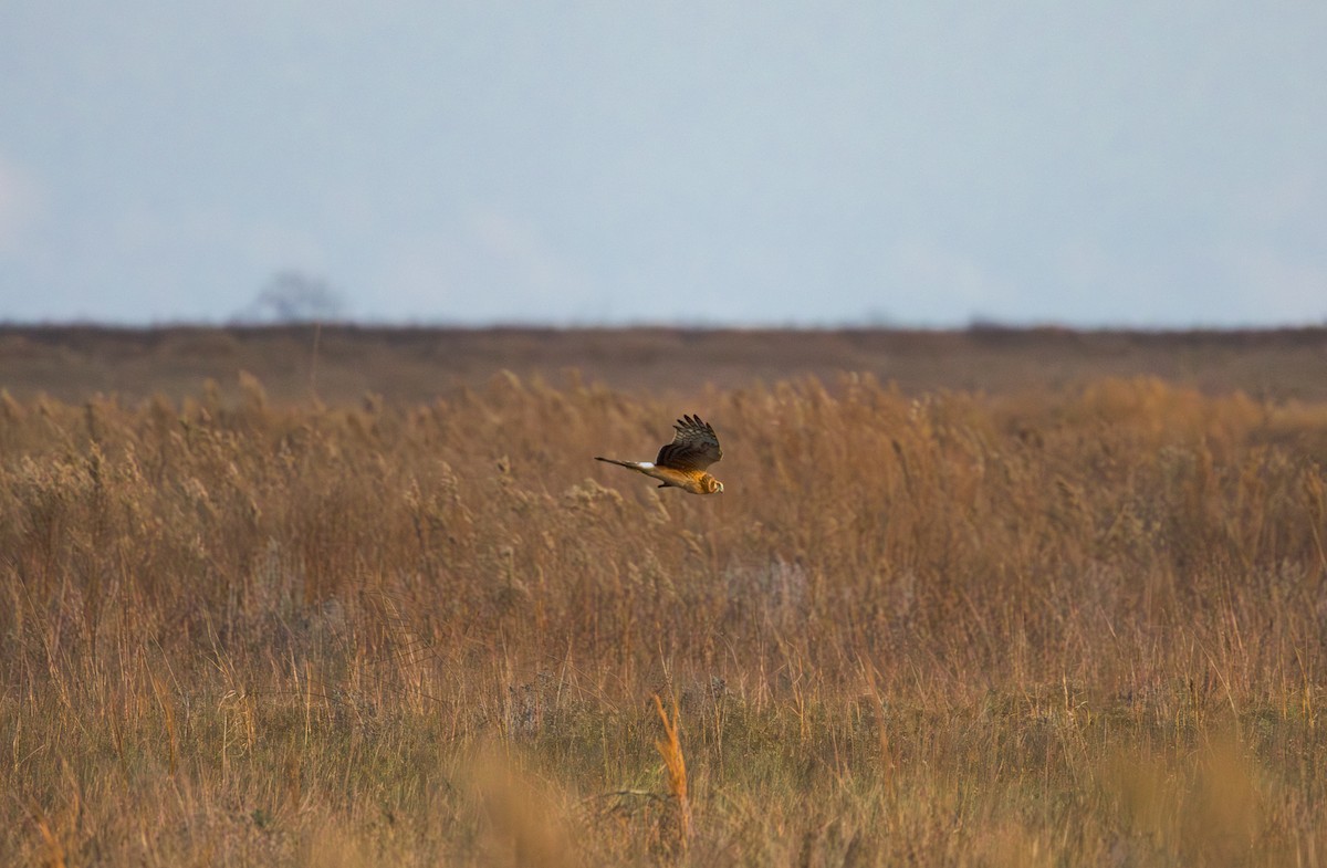 eBird Checklist - 23 Dec 2025 - Attwater Prairie Chicken NWR (CTC 004 ...