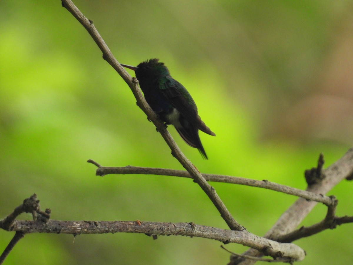 ML647510145 - Violet-bellied Hummingbird - Macaulay Library