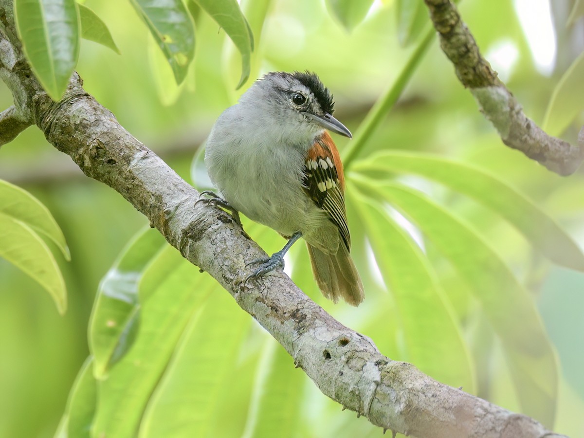 Chestnut-shouldered Antwren - Euchrepomis humeralis - Birds of the World