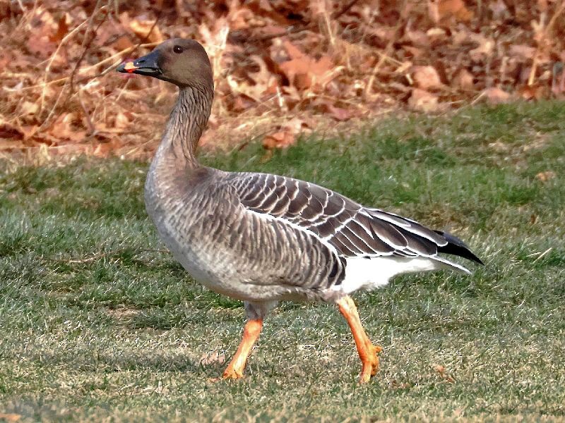 ML647519372 - Tundra Bean-Goose - Macaulay Library