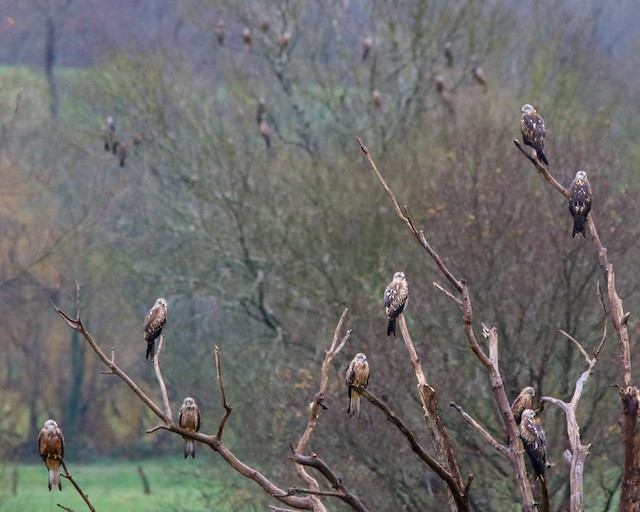 La importancia de compartir nuestras observaciones de aves y algunas ...
