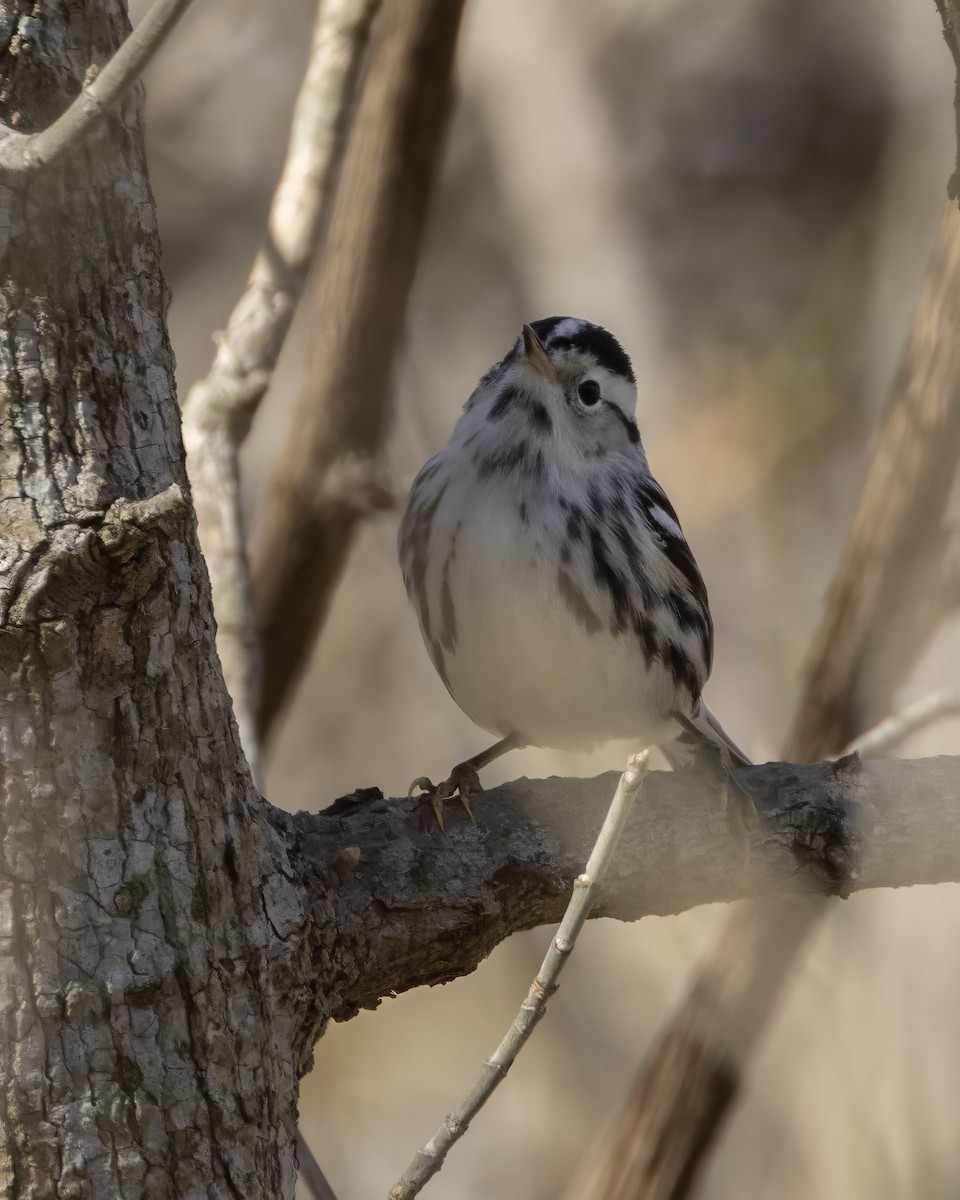 ML647522608 - Black-and-white Warbler - Macaulay Library
